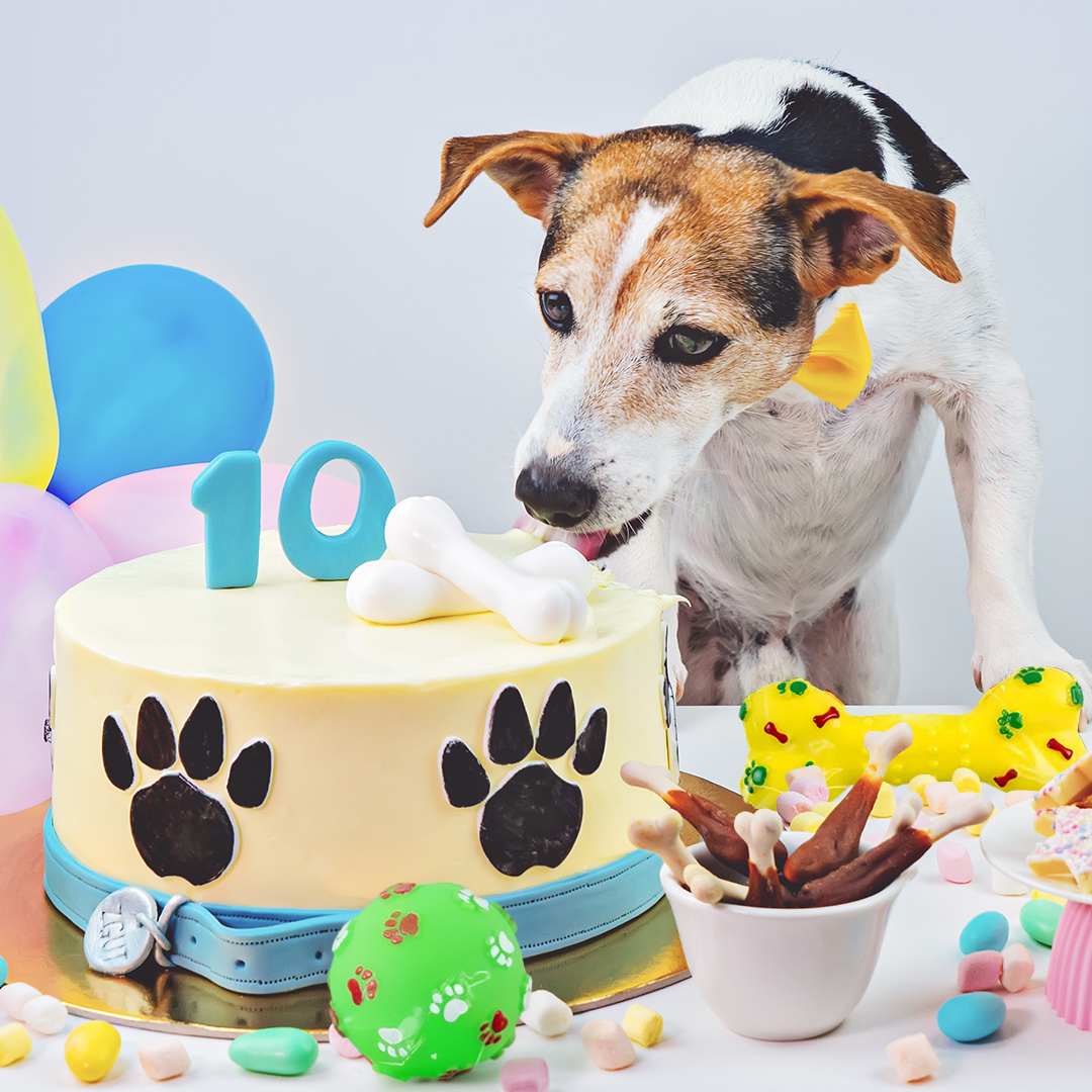 Pet Party Decorations & Gifts | Partyrama